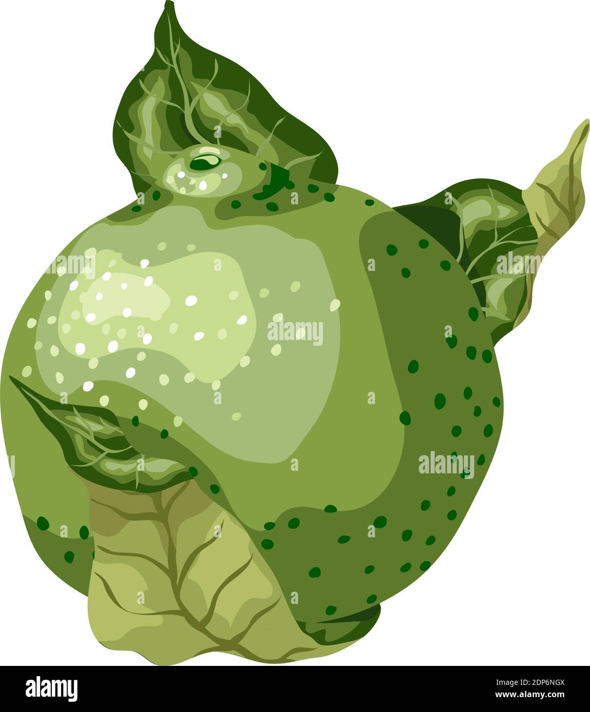 Lime fruit of round shape with leaves. Sweet sort of lime, Mexican type ...