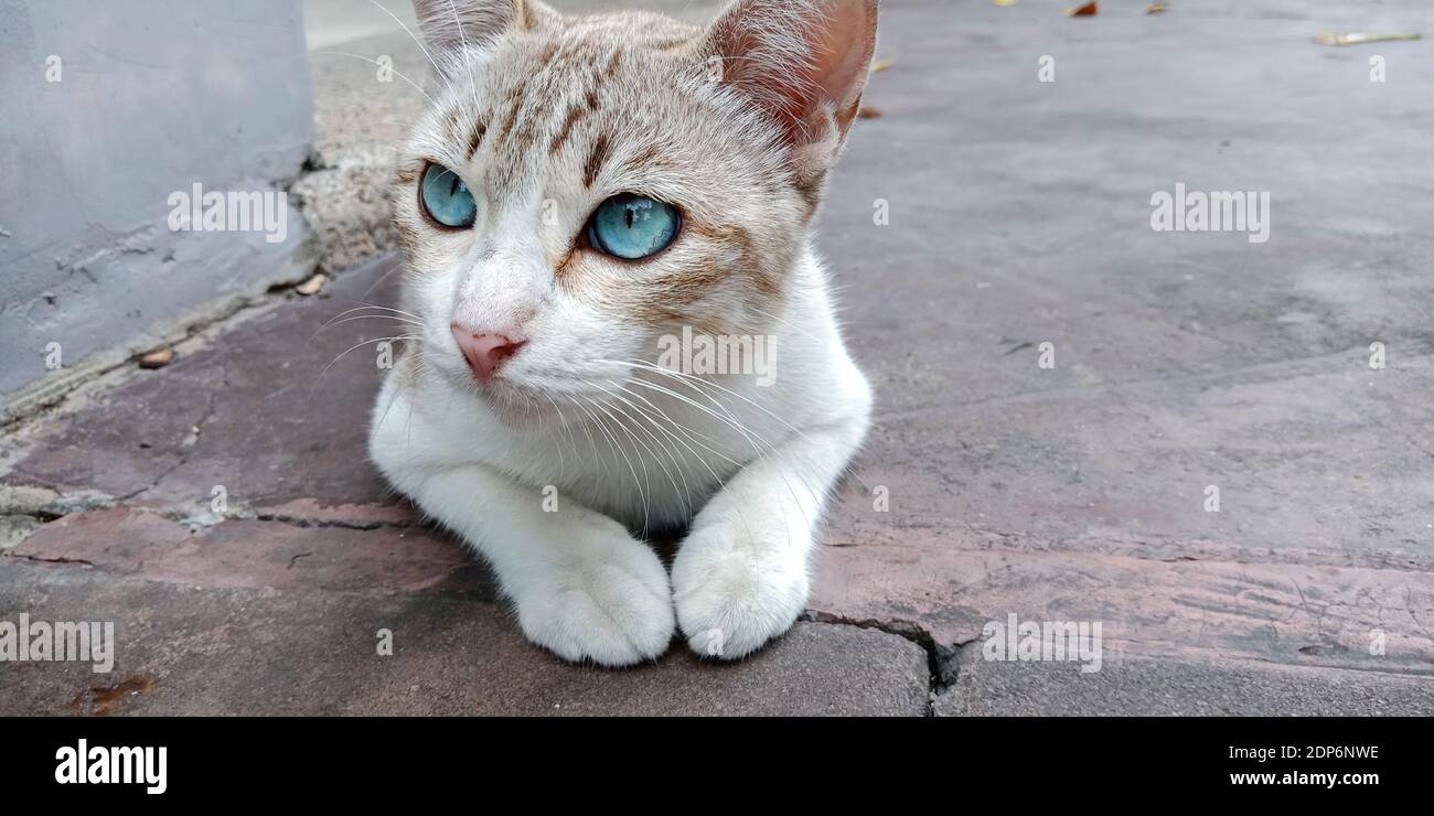 Blue Eyed Thai Cat Bright Color Background Stock Photo - Alamy