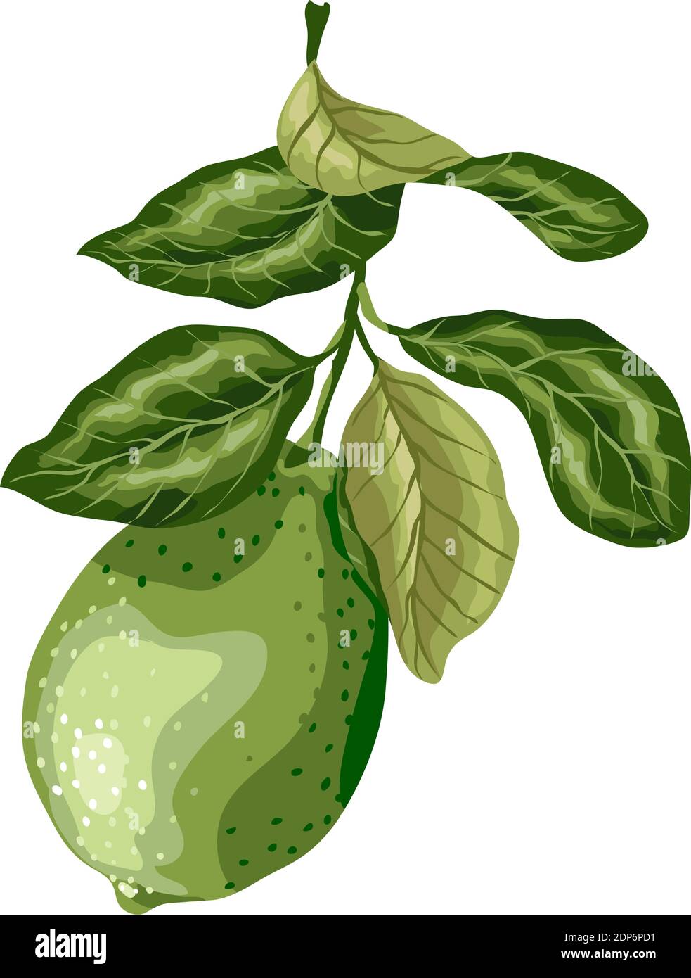 Lime fruit of round shape with leaves on the branch. Sweet sort of lime ...