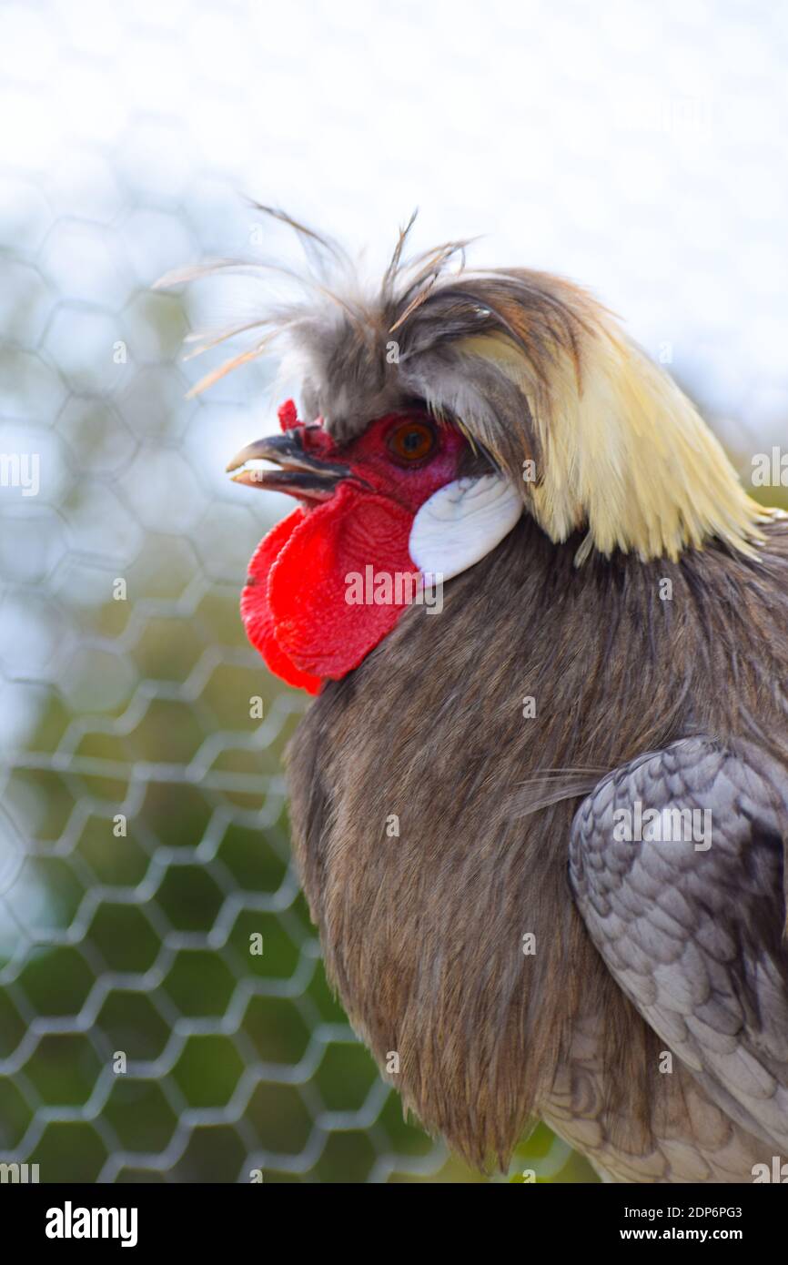 White polish rooster hi-res stock photography and images - Alamy