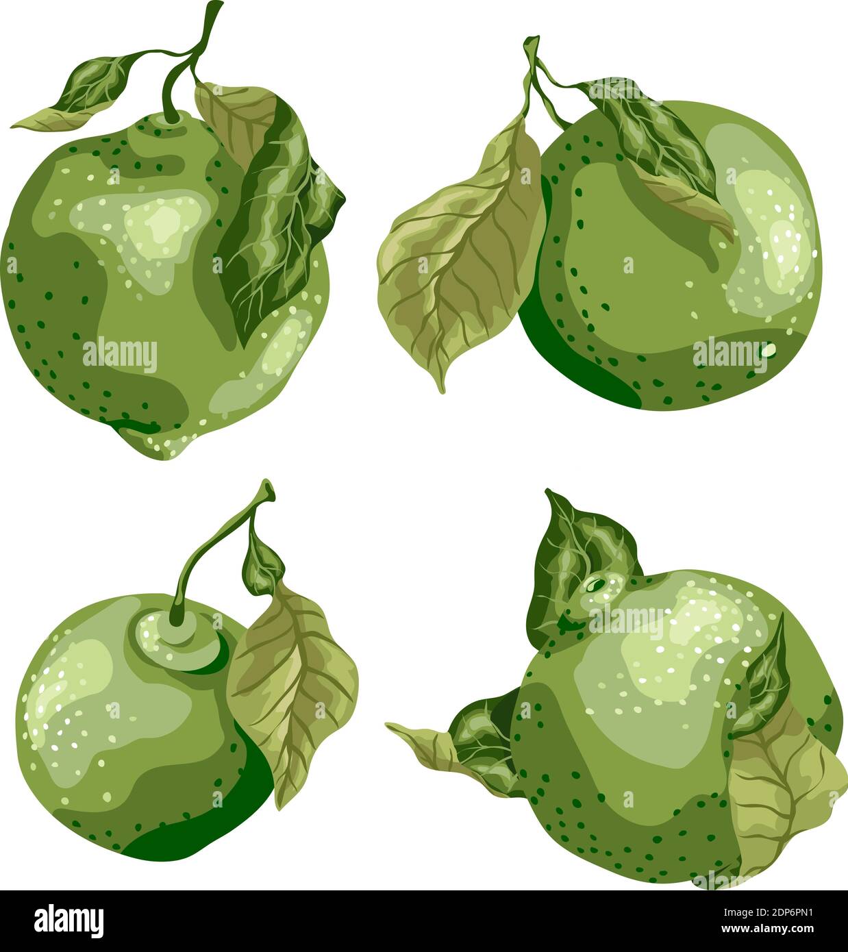 Lime fruit of round shape with leaves on the branch. Sweet sort of lime ...