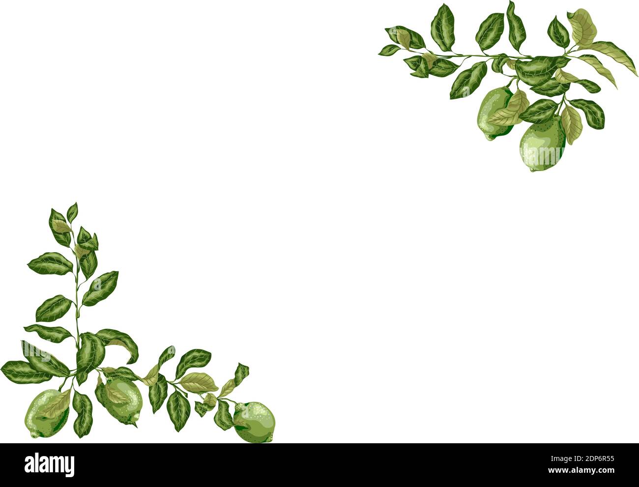 Horizontal Frame with lime and lemon branches in olive green colors on ...