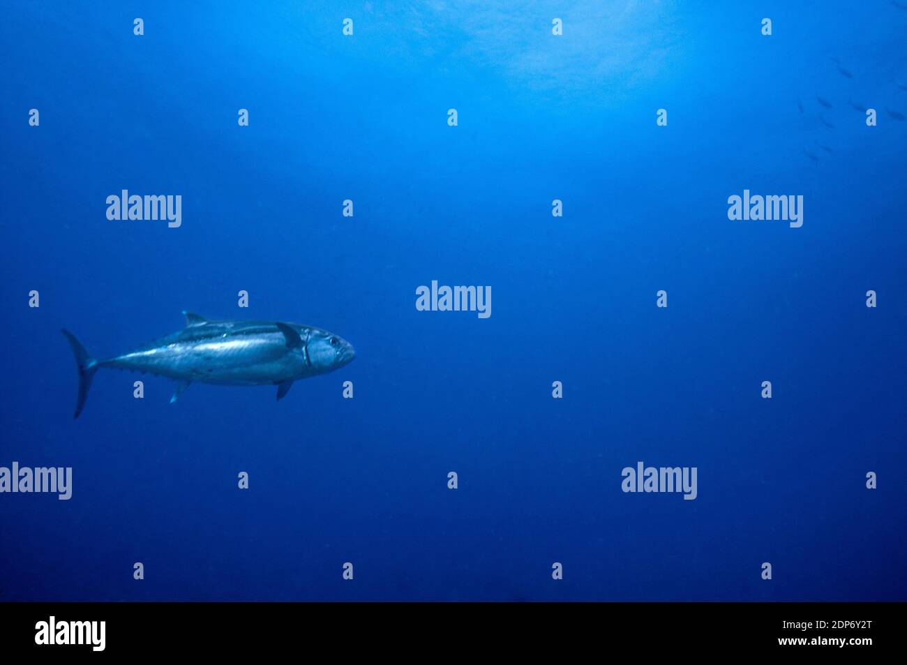 A single fish swimming in a crystal clear water Stock Photo - Alamy