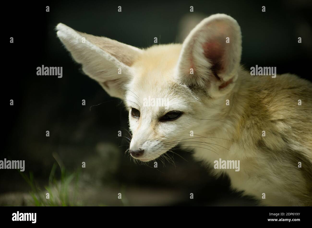 Fennec fox portrait hi-res stock photography and images - Alamy