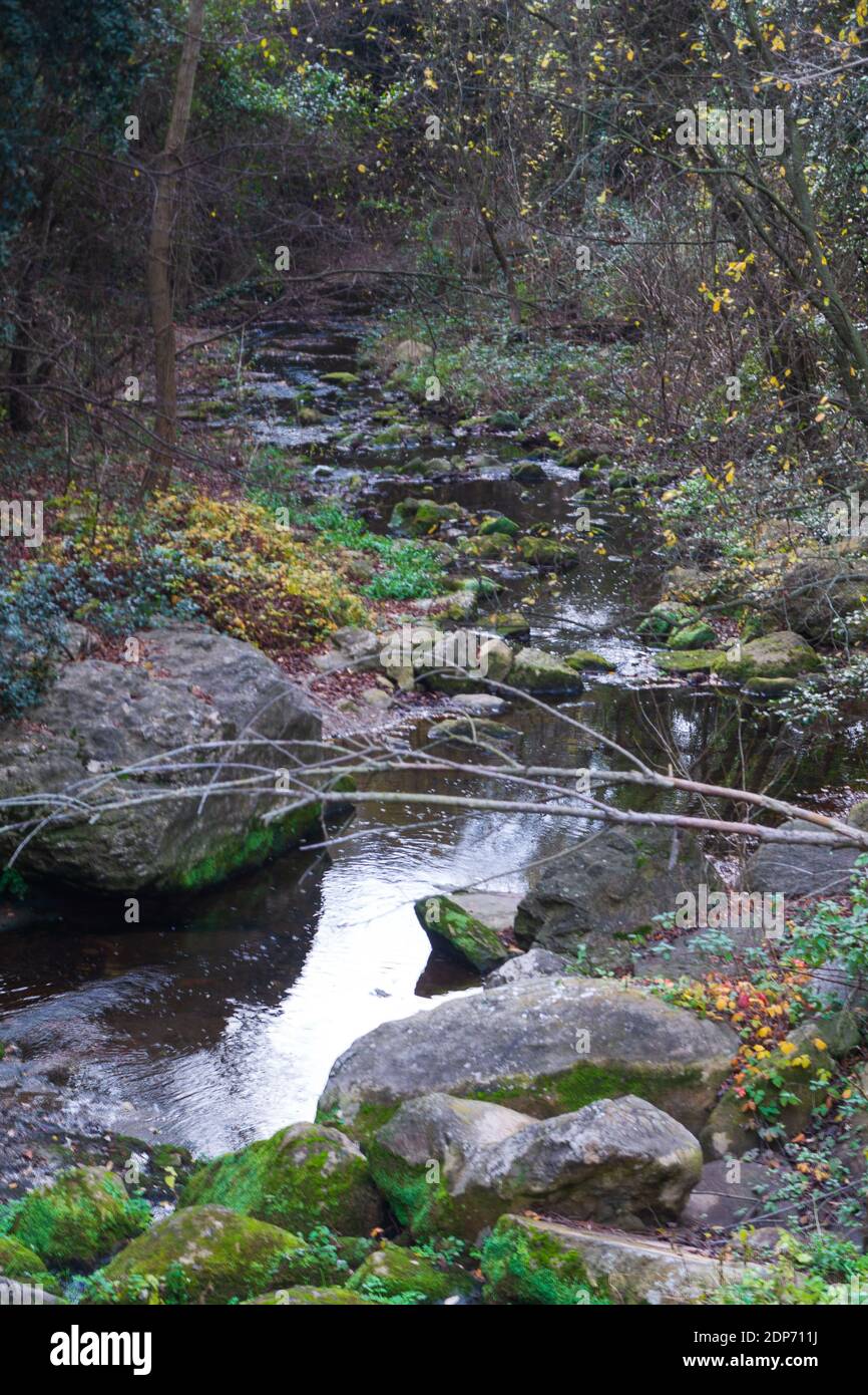 A closeup of a small creek in the wild forest Stock Photo - Alamy