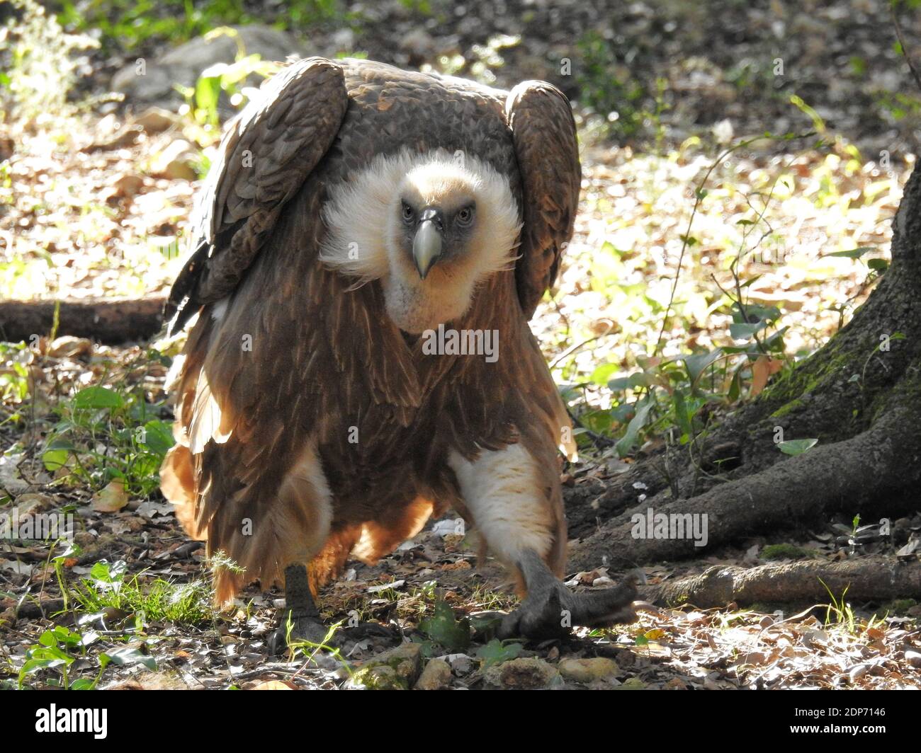 Volture High Resolution Stock Photography and Images - Alamy