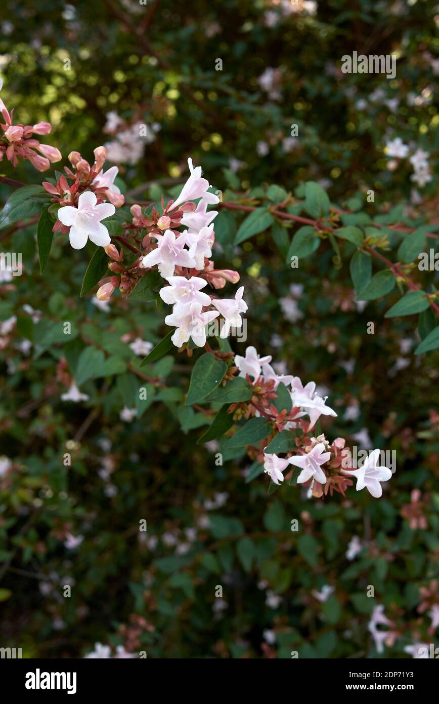 Abelia grandiflora shrub in bloom Stock Photo - Alamy