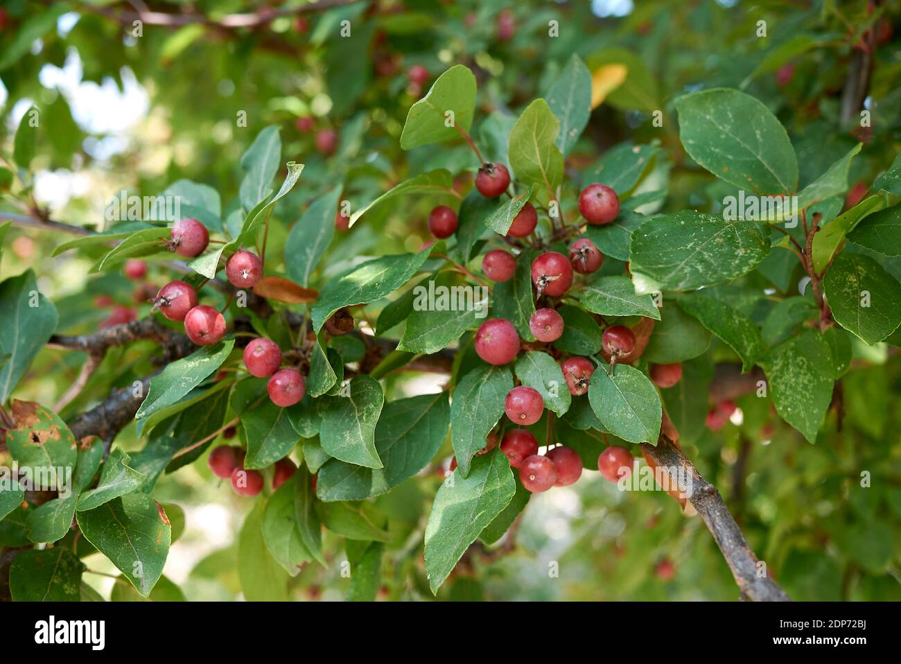 Malus baccata hi-res stock photography and images - Alamy