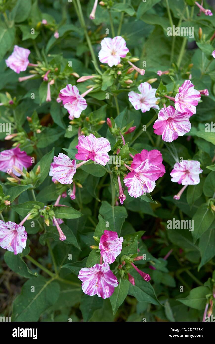 Mirabilis jalapa white hi-res stock photography and images - Alamy