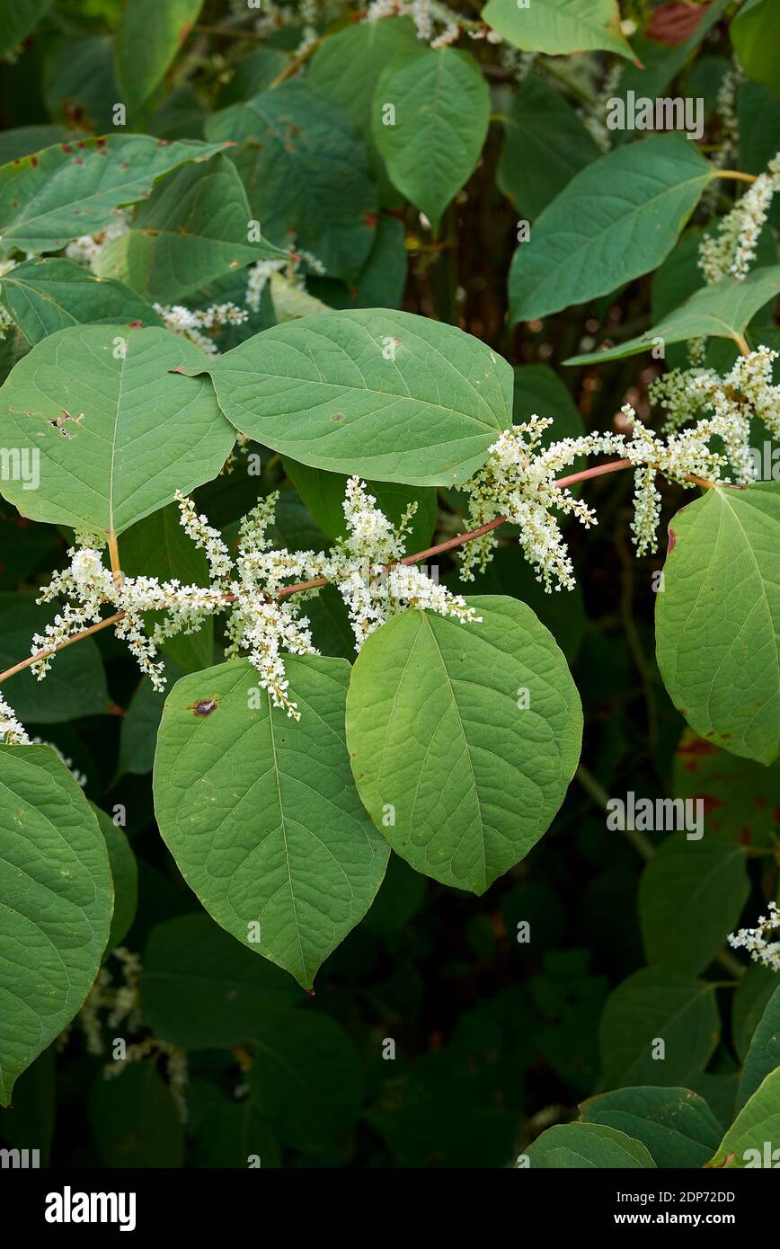 Reynoutria japonica plants in bloom Stock Photo - Alamy