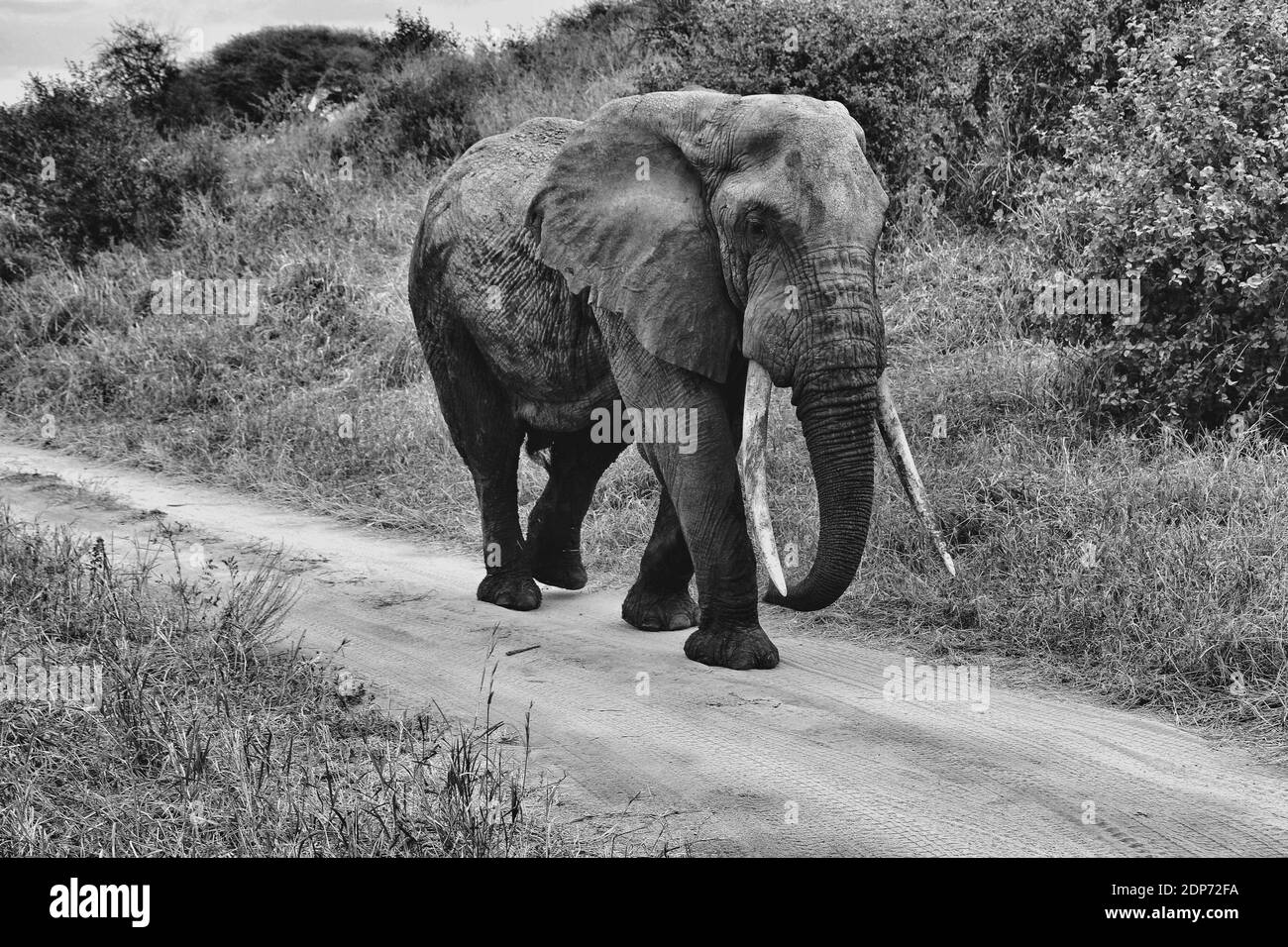 Elephant On Road Stock Photo - Alamy