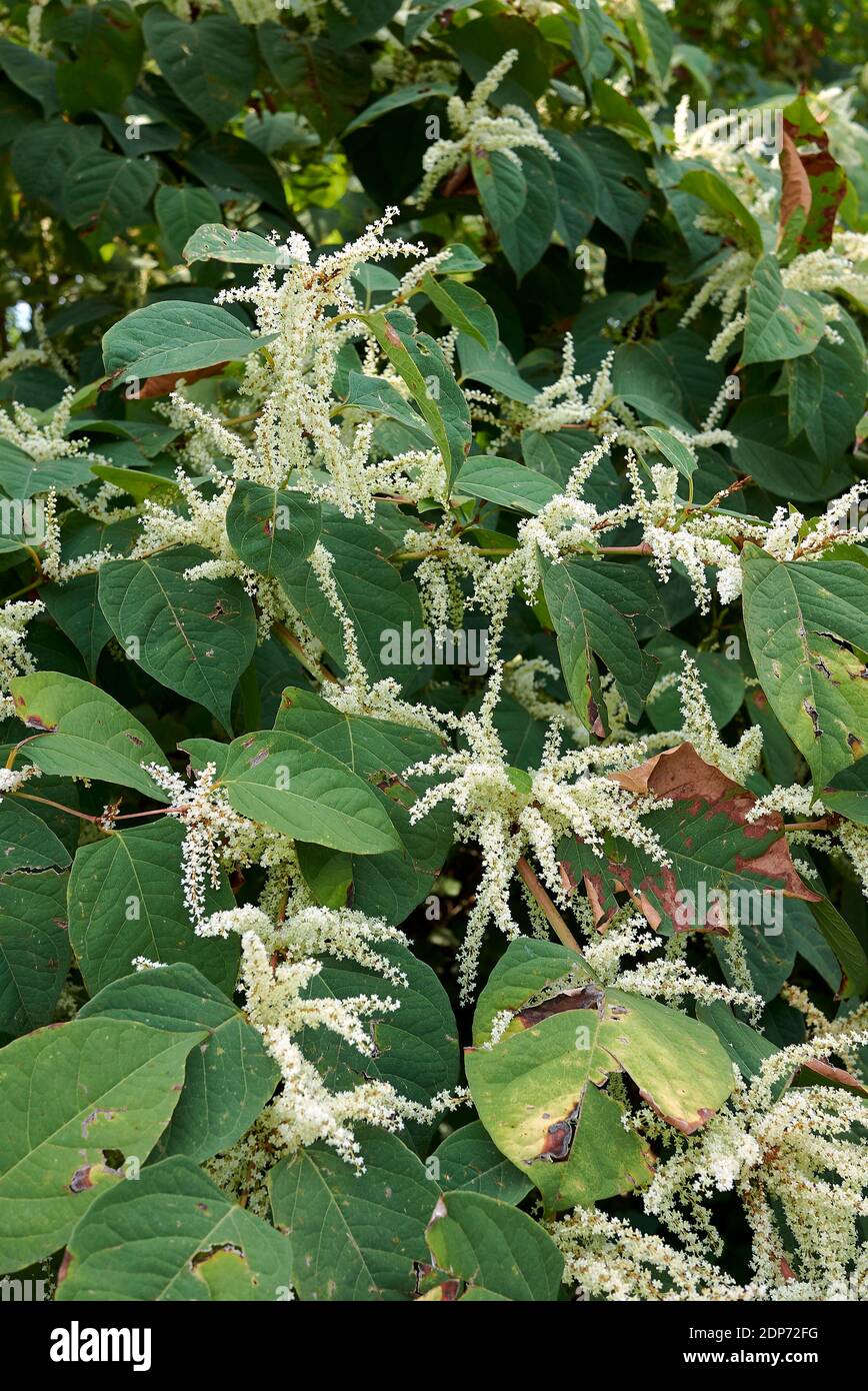 Reynoutria japonica plants in bloom Stock Photo - Alamy