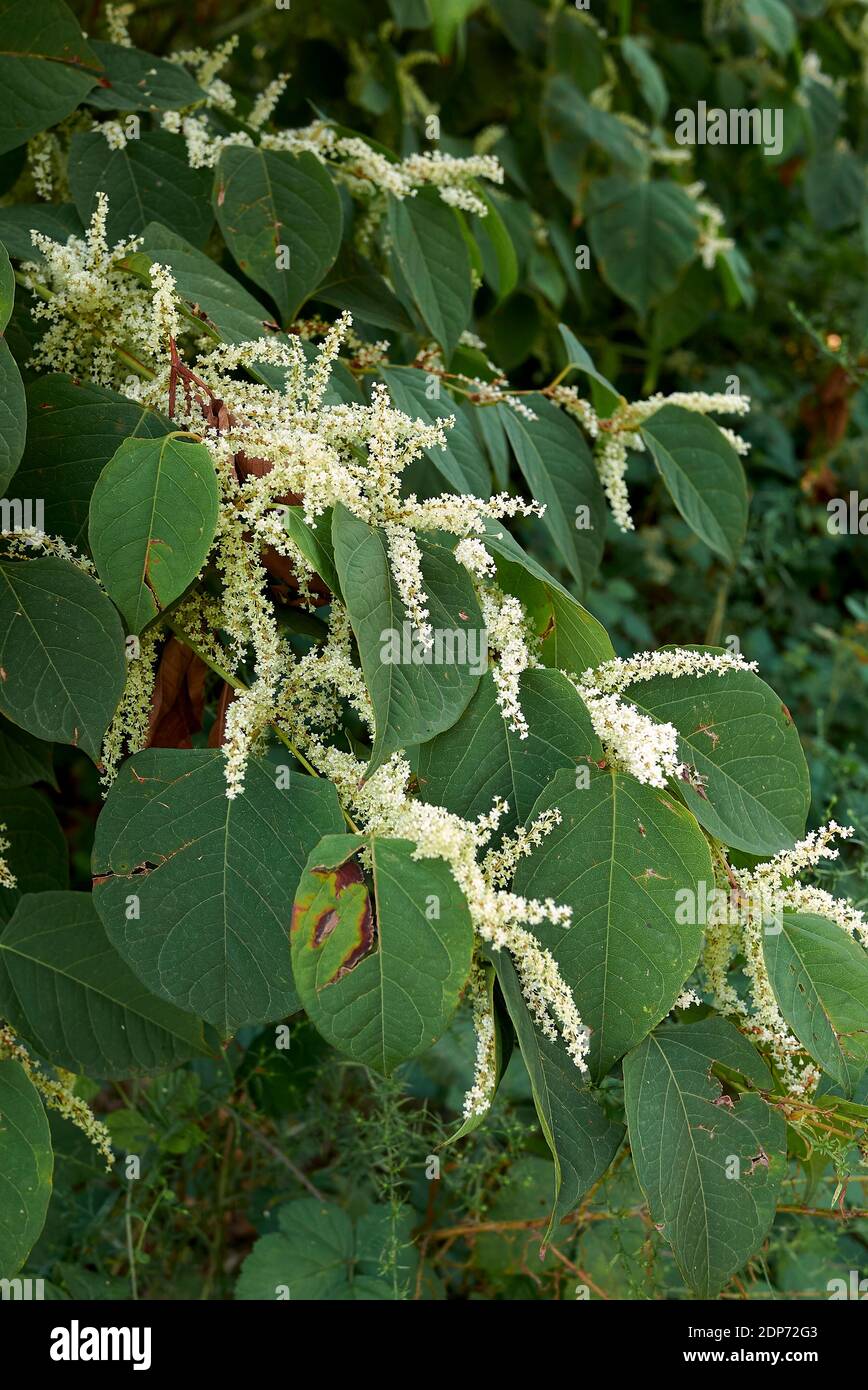 Reynoutria japonica plants in bloom Stock Photo - Alamy