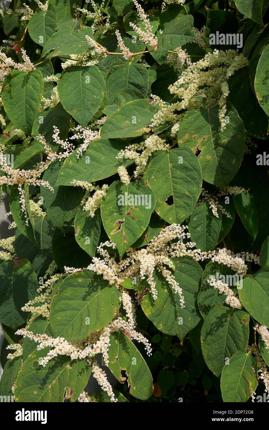 Reynoutria japonica plants in bloom Stock Photo - Alamy
