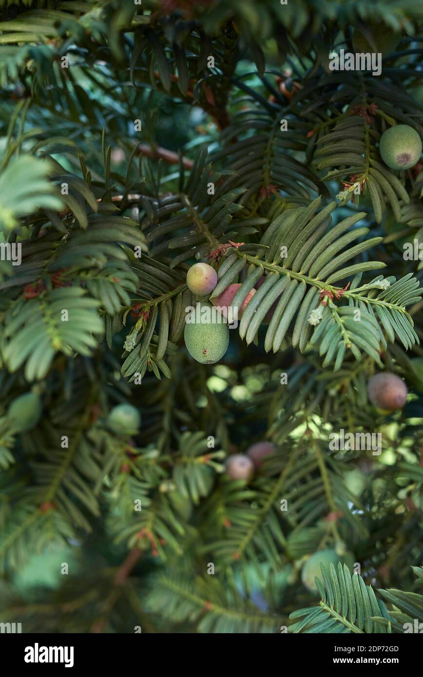 Taxus baccata leaves and seeds Stock Photo - Alamy