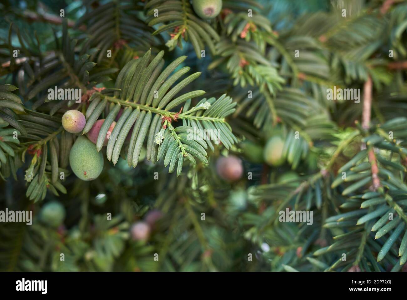 Taxus baccata leaves and seeds Stock Photo - Alamy