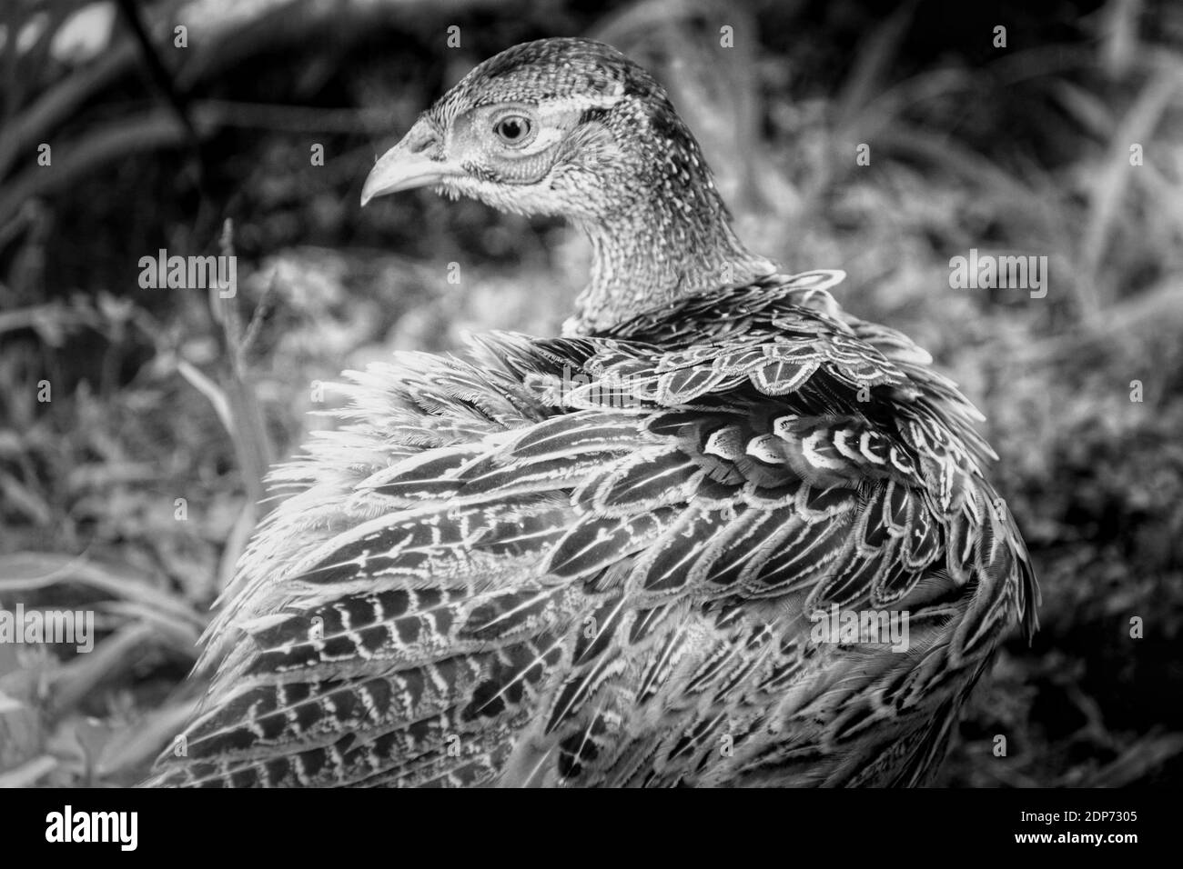 Black neck pheasant Black and White Stock Photos & Images - Alamy