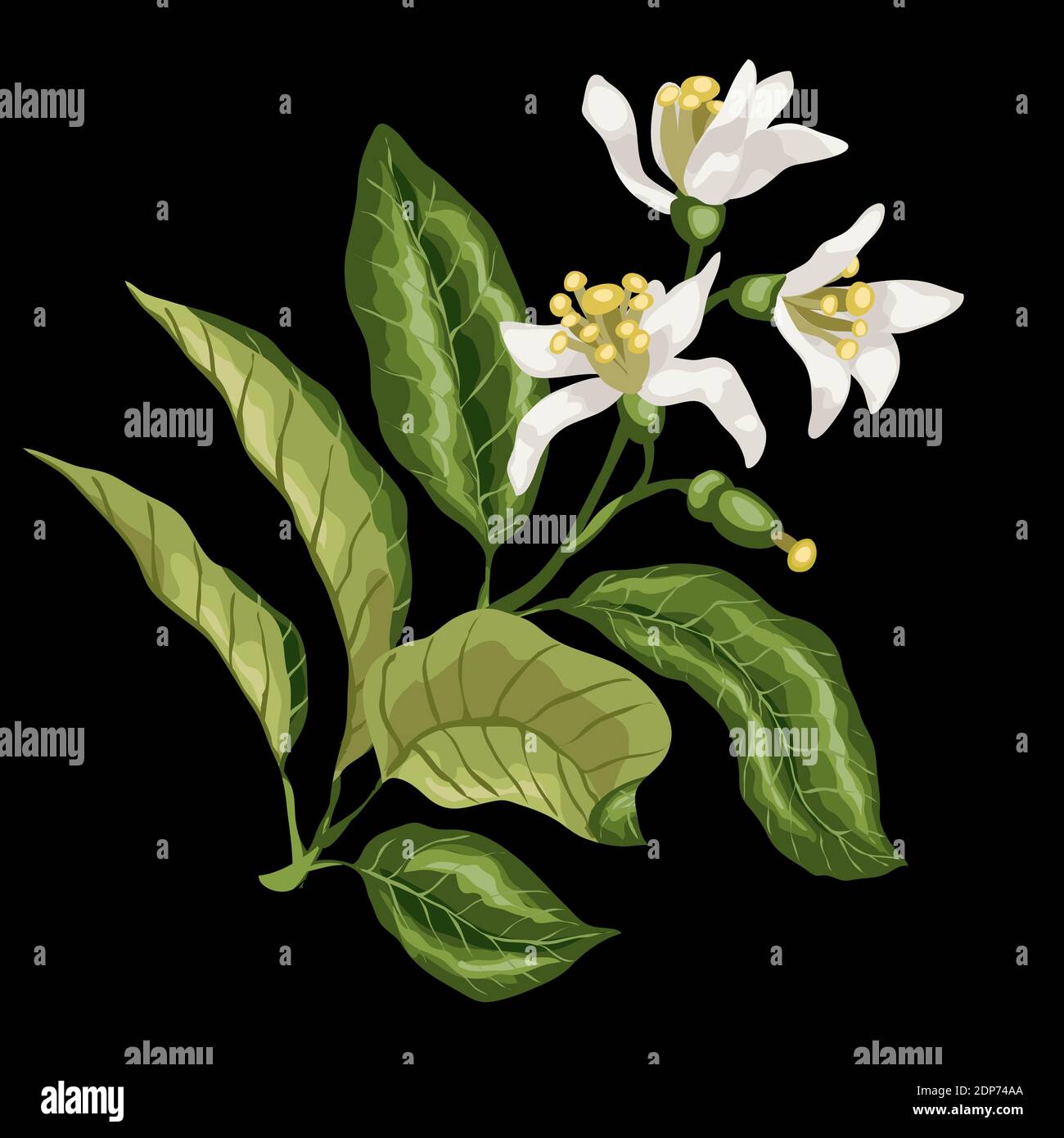Citrus flower branch of orange, lemon, lime fruit tree made in vector ...