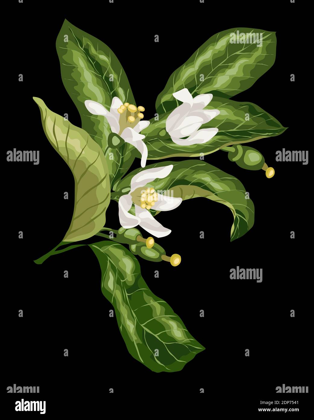 Citrus flower branch of orange, lemon, lime fruit tree made in vector ...