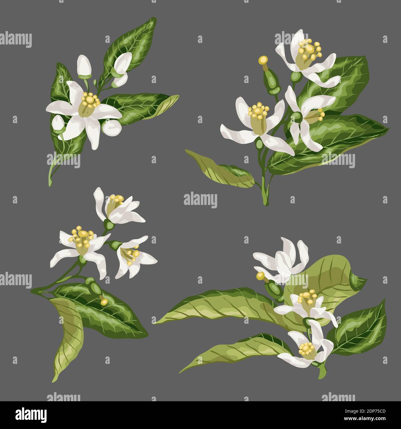 Set of citrus flower branches of orange, lemon, lime fruit tree made in ...