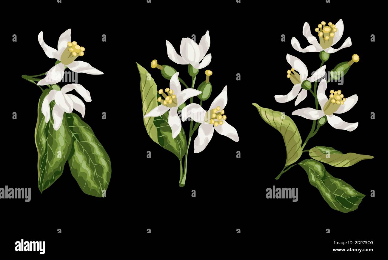 Green fresh leaves lime tree Stock Vector Images - Alamy