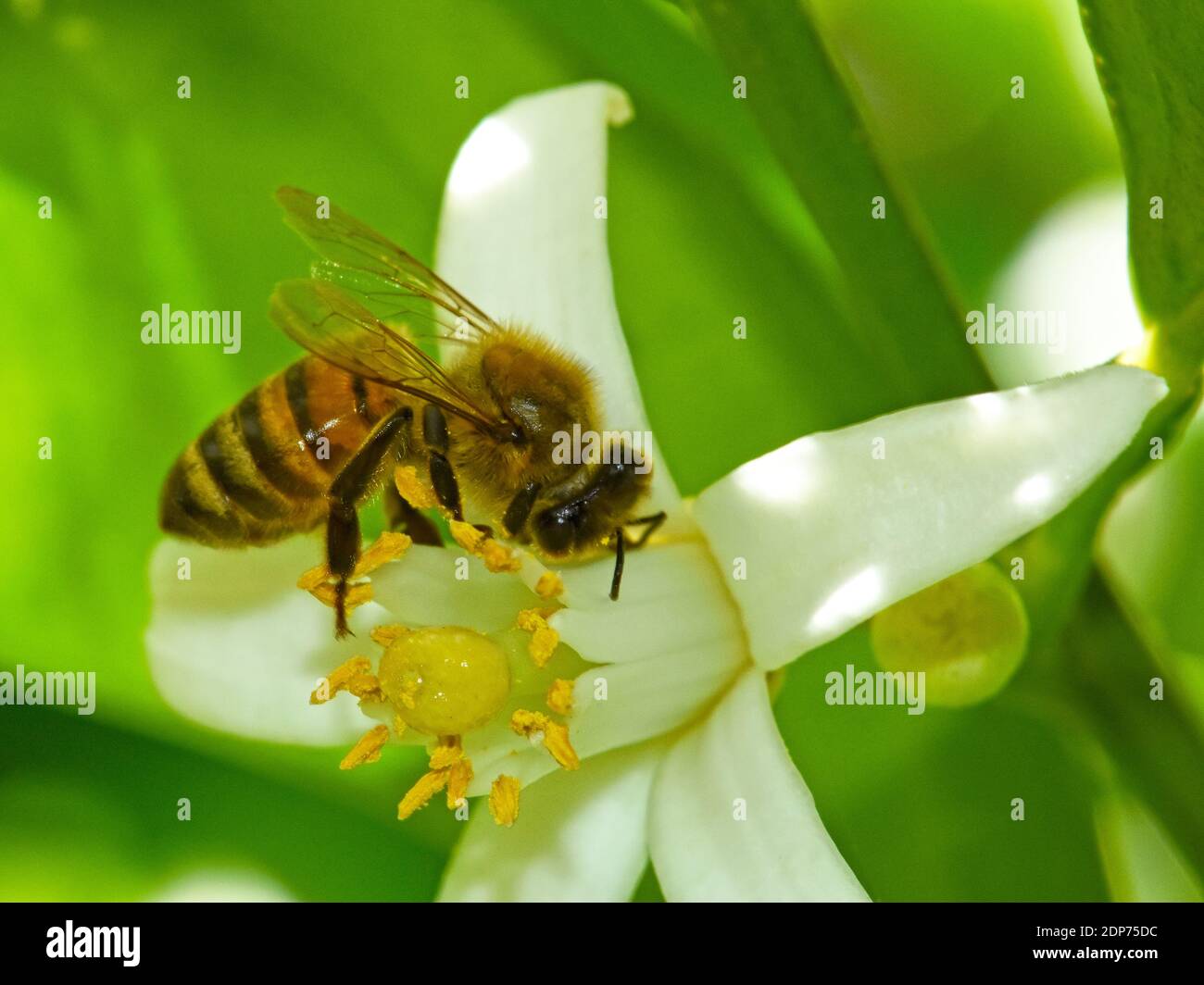 Bee pollinating orange flower Stock Photo - Alamy