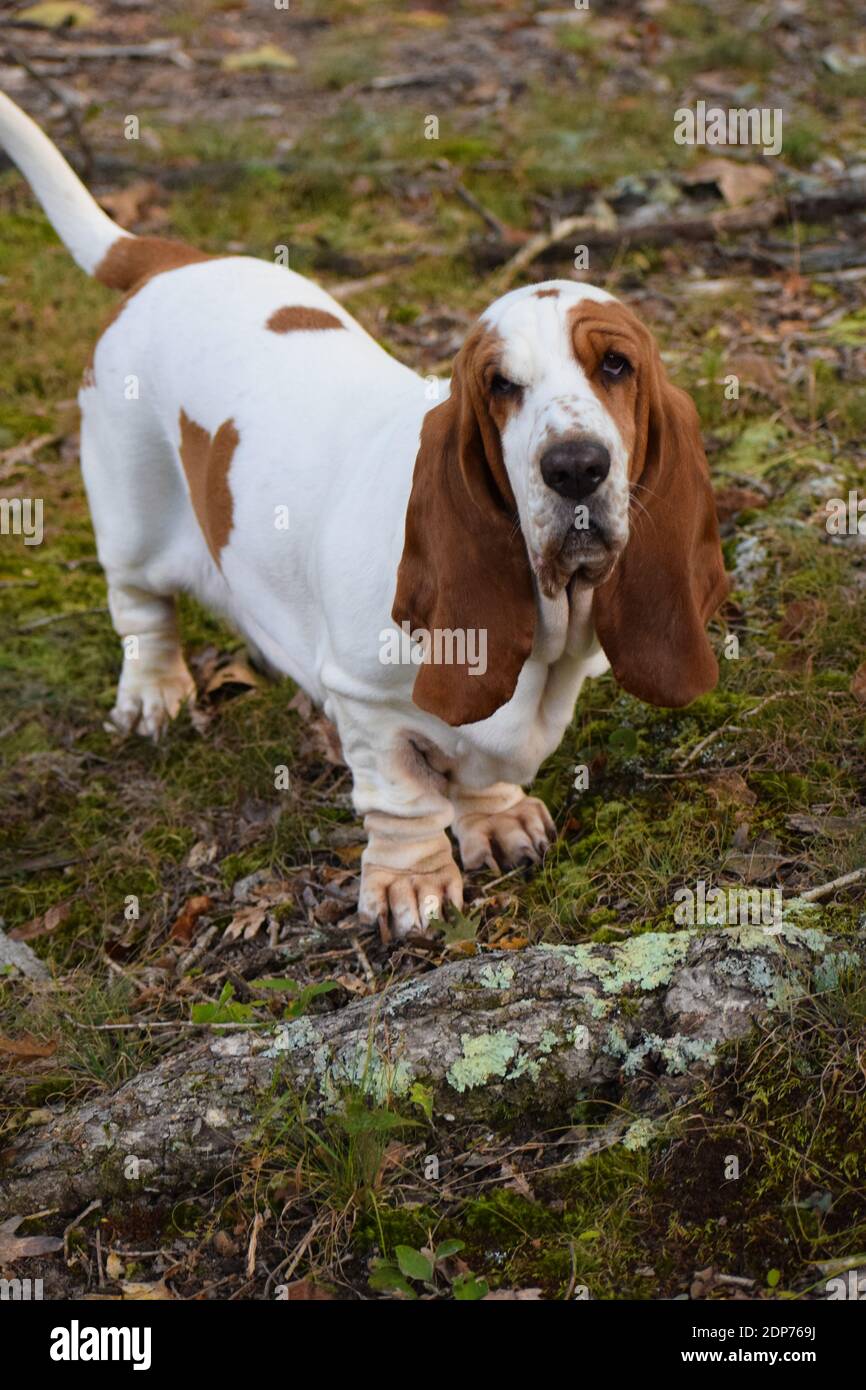 Basset Hound High Resolution Stock Photography and Images - Alamy