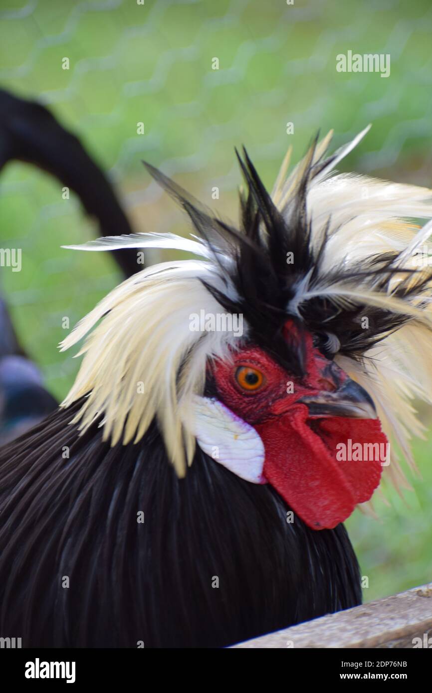 Polish rooster hi-res stock photography and images - Alamy