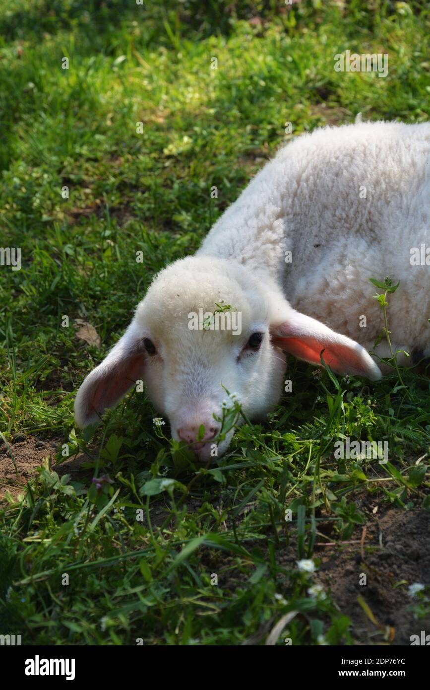 A selective focus shot of a white goat on a green grass Stock Photo - Alamy