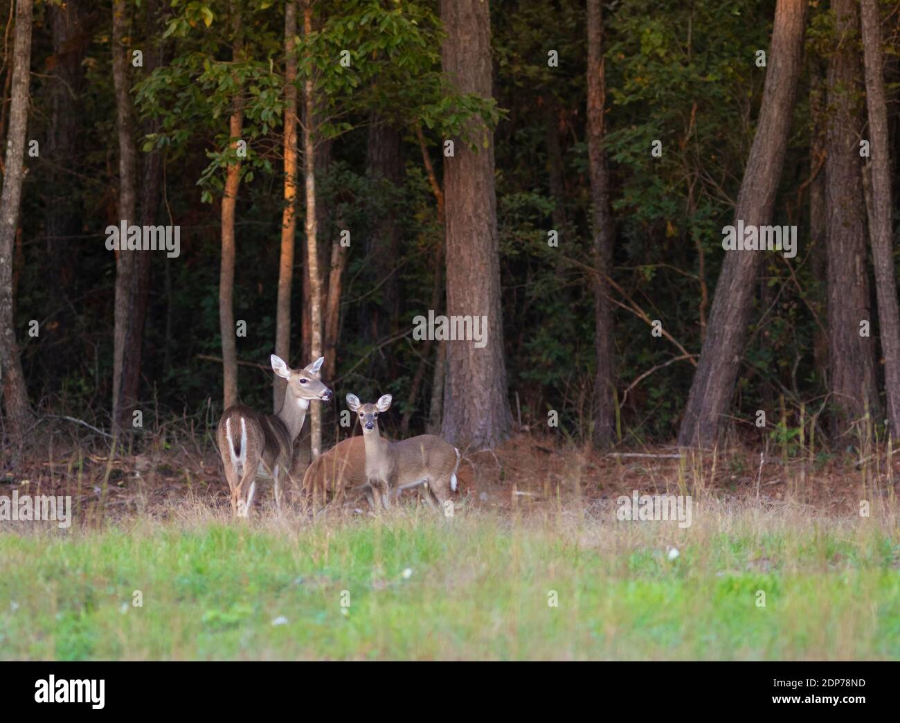 Three whitetailed deer near a line of trees in North Carolina Stock ...