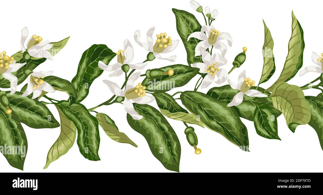 Horizontal seamless pattern line of citrus fruit tree with bloomimg ...