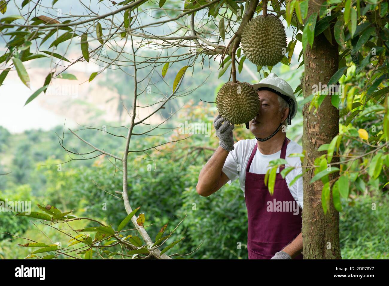 Smelling durian hi-res stock photography and images - Alamy