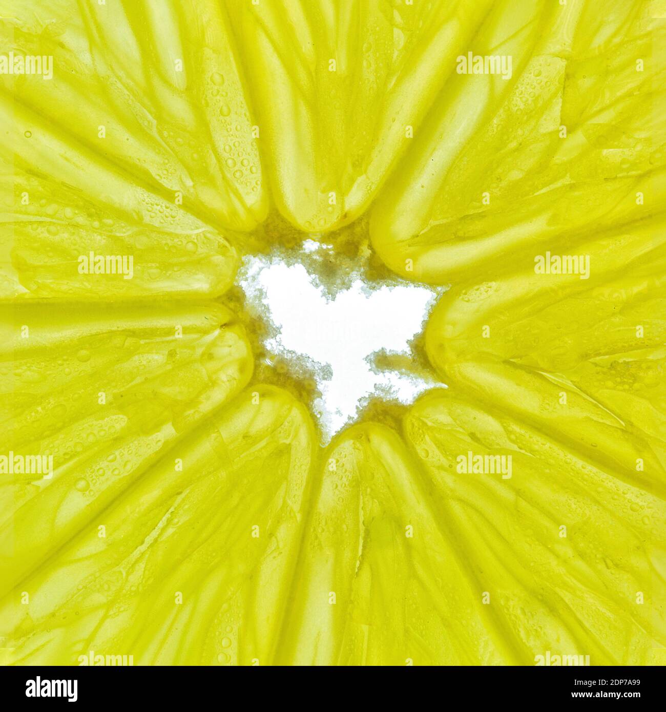 Close-up of a yellow lemon slice isolated on a white background with ...