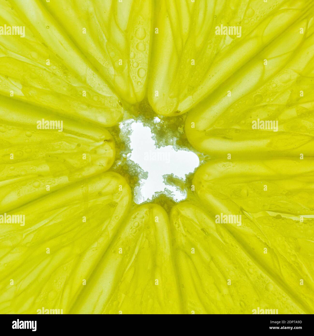 Close-up of a yellow lemon slice isolated on a white background with ...