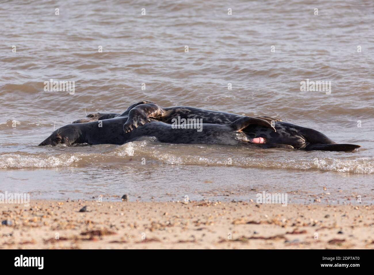 Grey Seals mating Stock Photo - Alamy