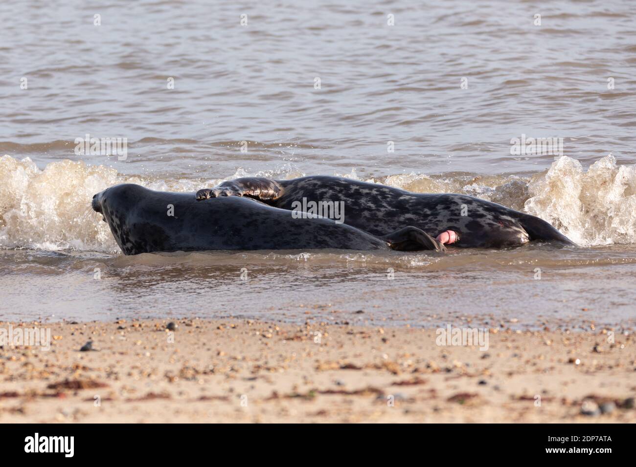 Grey Seals mating Stock Photo - Alamy