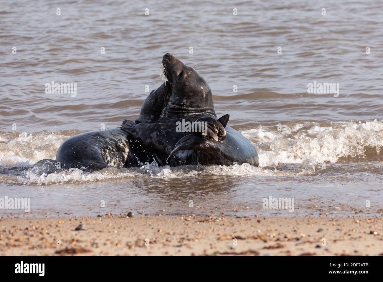 Grey Seals mating Stock Photo - Alamy