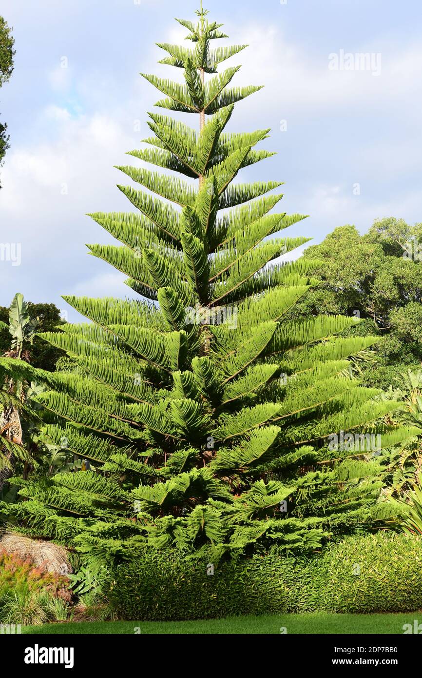 The Natural Christmas Tree Stock Photo - Alamy