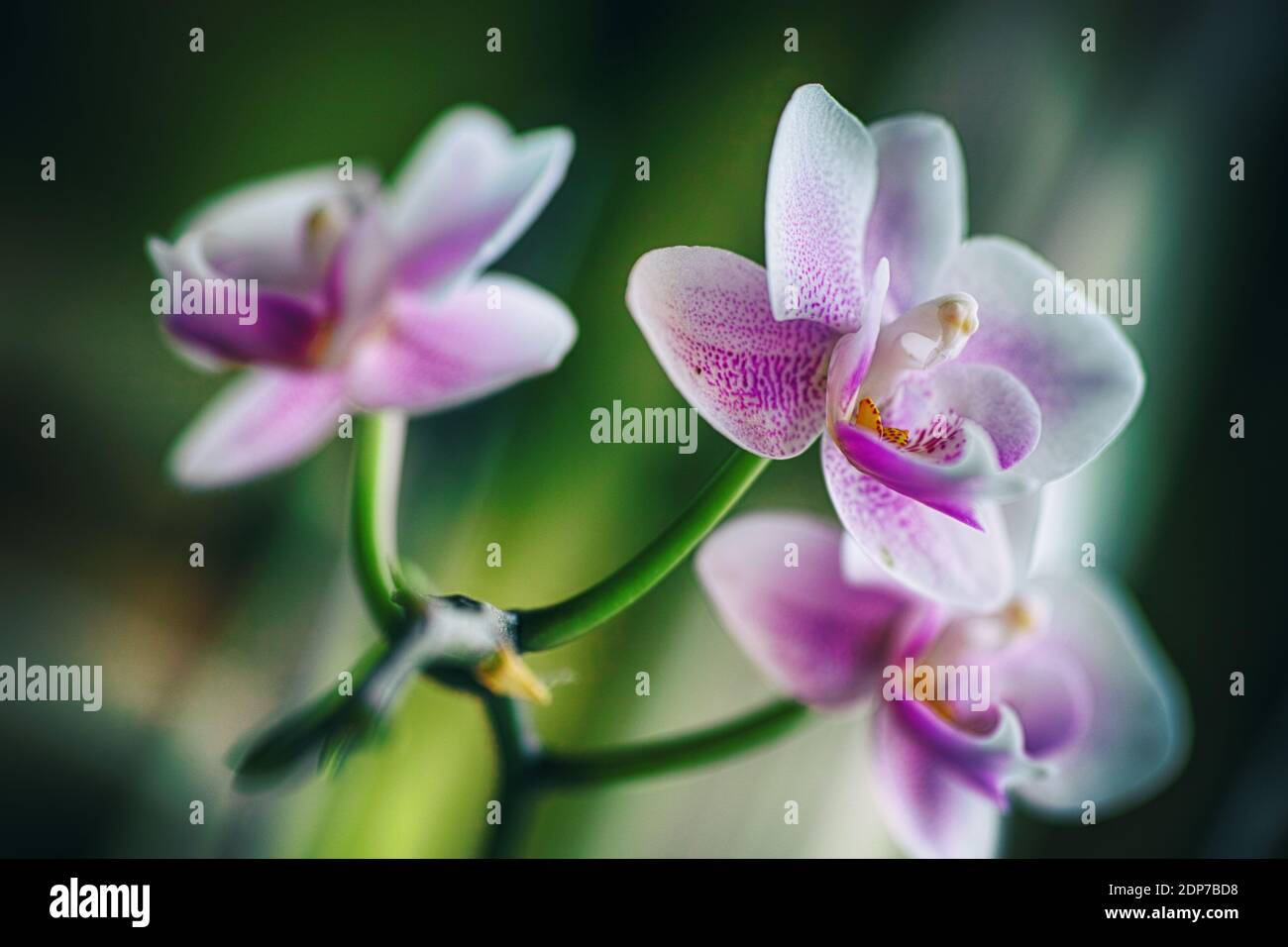 A shallow focus of delicate orchid flowers - perfect for wallpapers ...