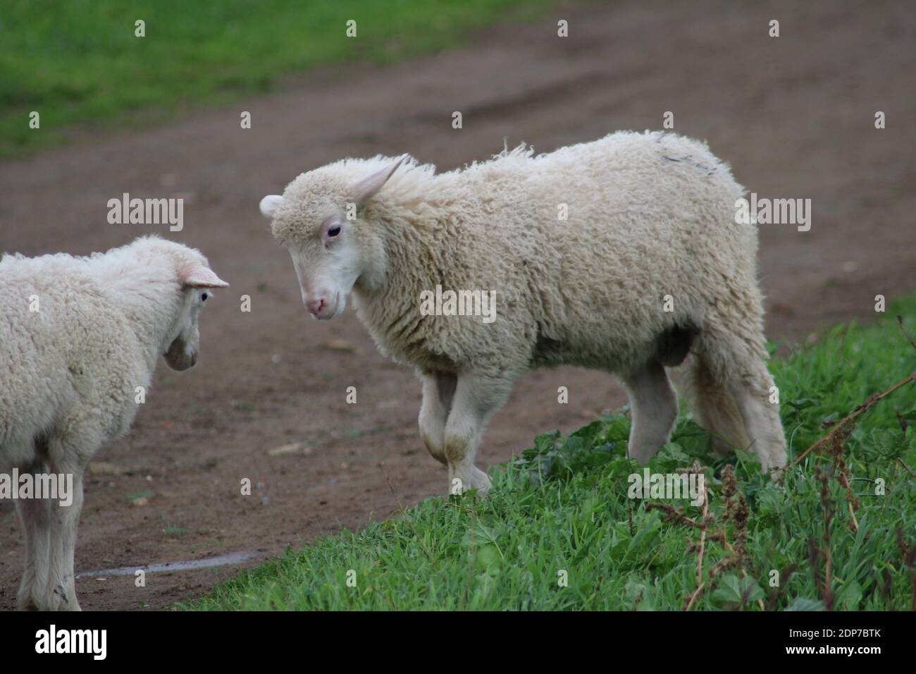 A view of a tiny white cute sheep walking n the field on a blurry ...
