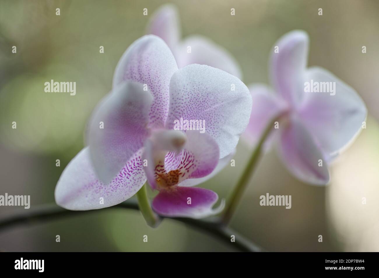 A shallow focus of delicate orchid flowers - perfect for wallpapers ...