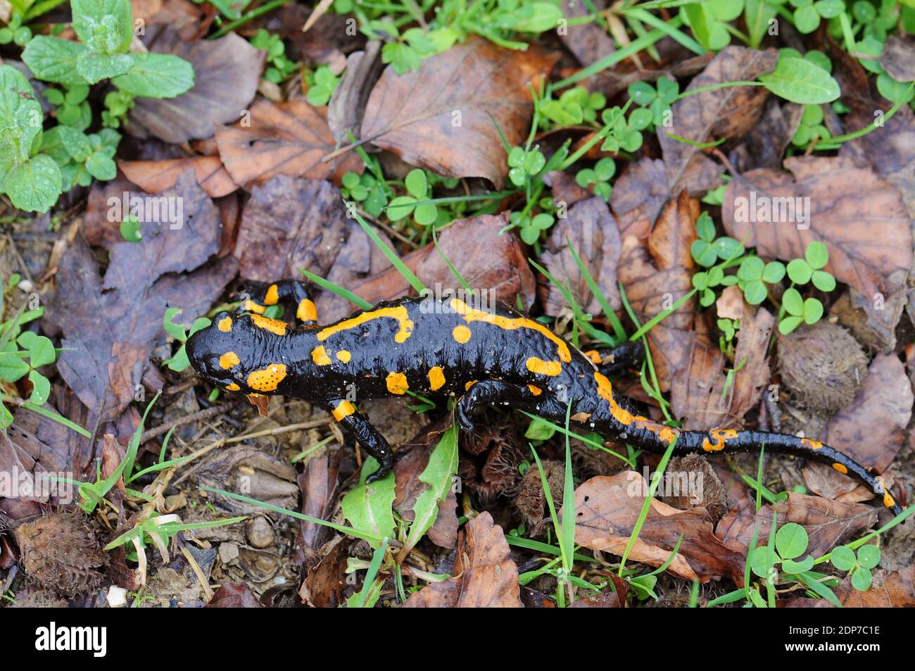 Poisonous Salamander High Resolution Stock Photography and Images - Alamy