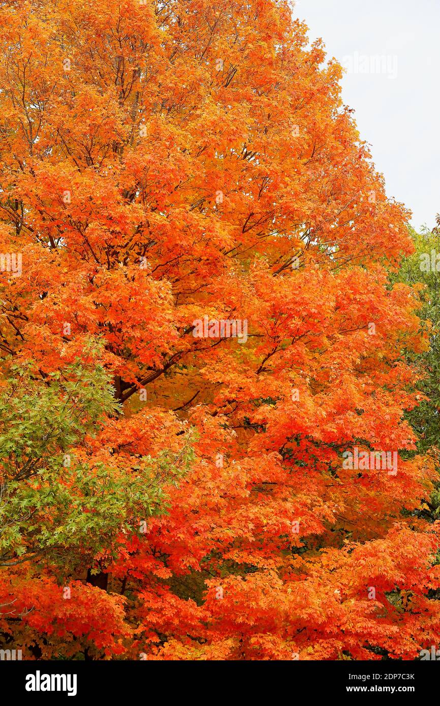 Maple tree along a roadside in autumn in Michigan Stock Photo - Alamy