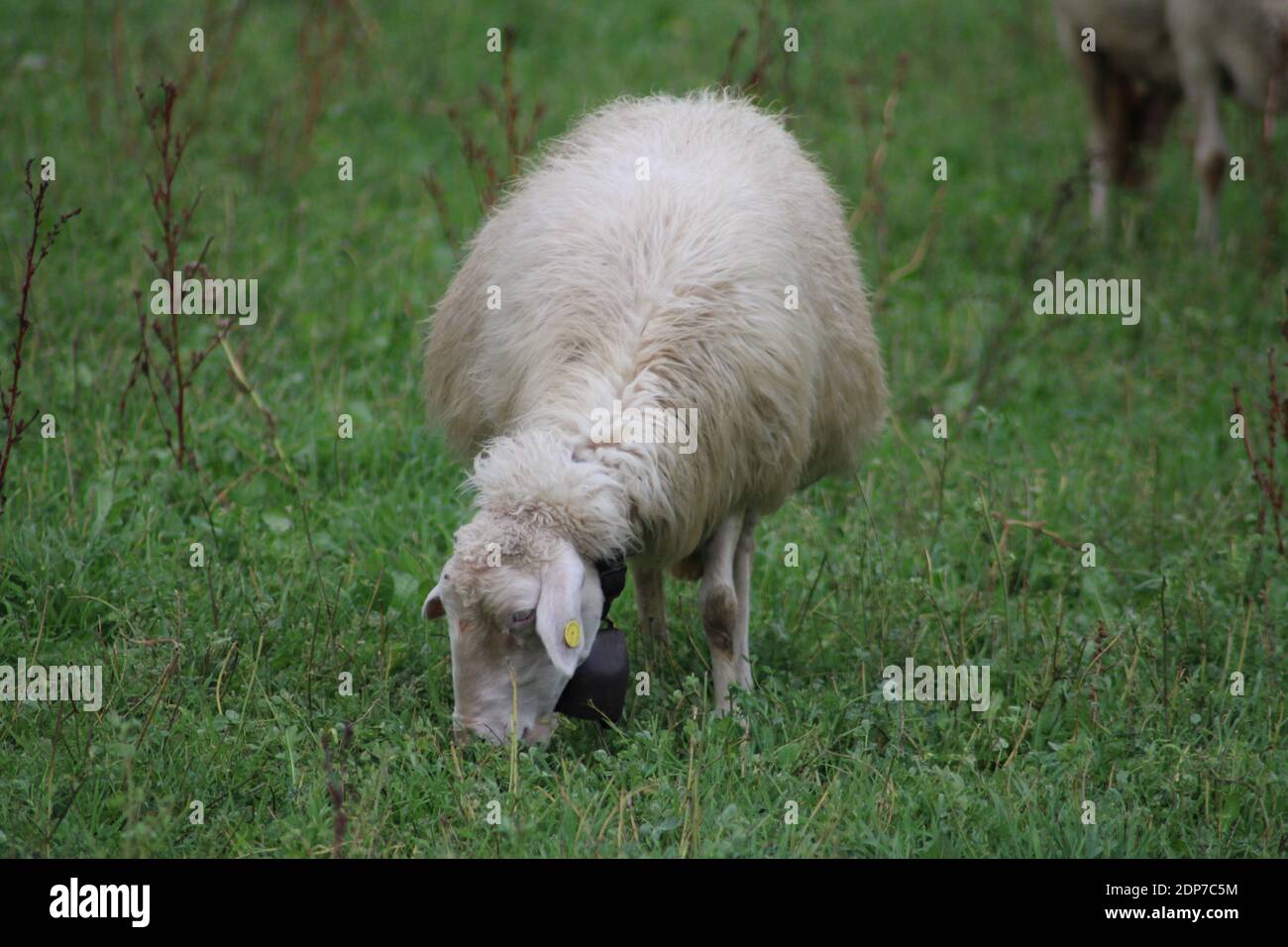 A view of a tiny white cute sheep eating grass in the field on a blurry ...