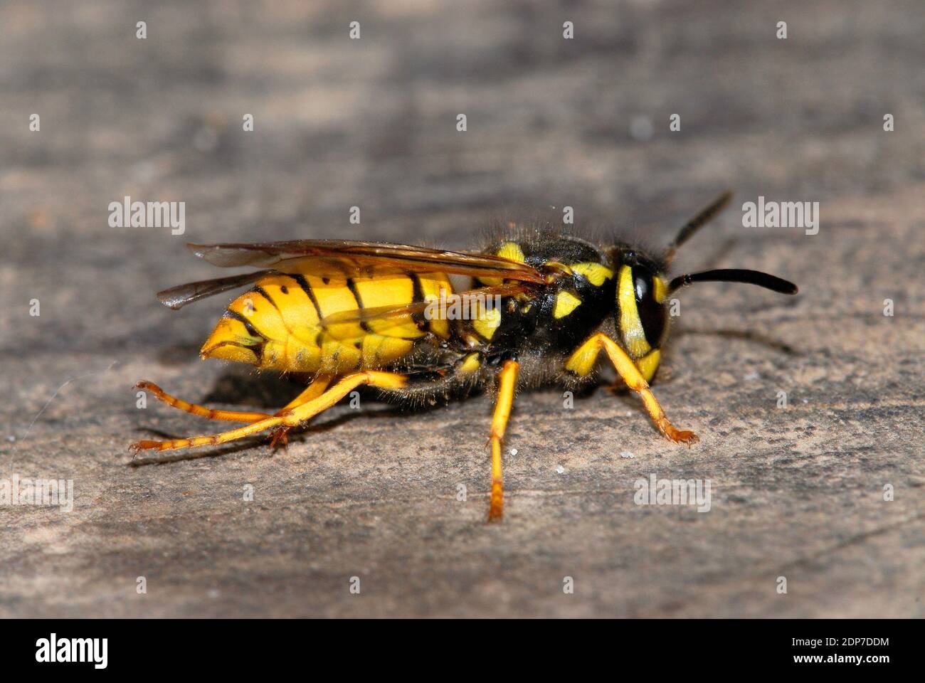 Ground nest wasp hi-res stock photography and images - Alamy