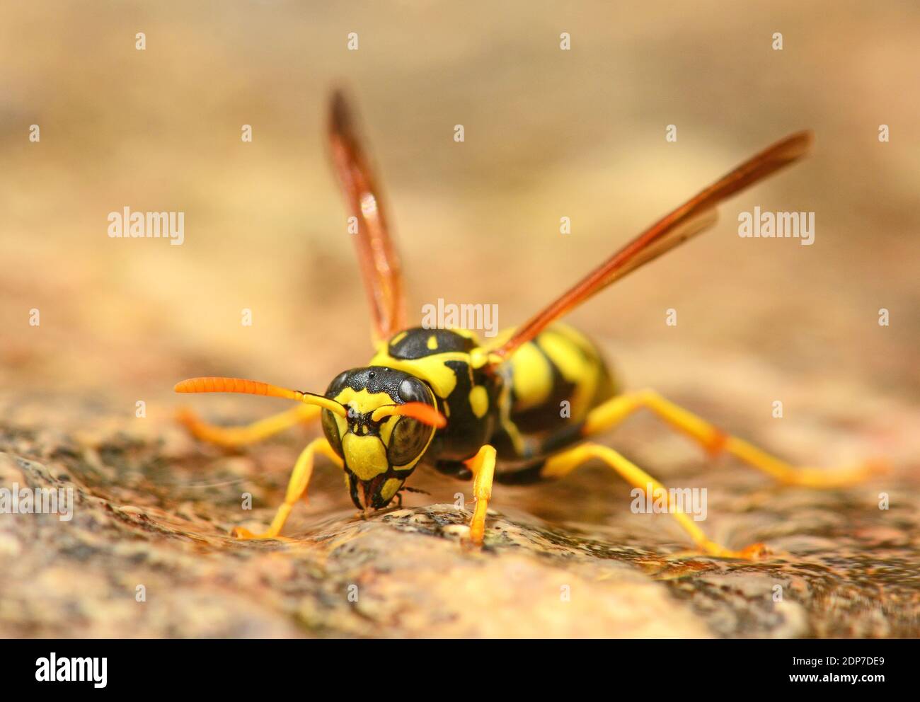 Ground wasp hi-res stock photography and images - Alamy