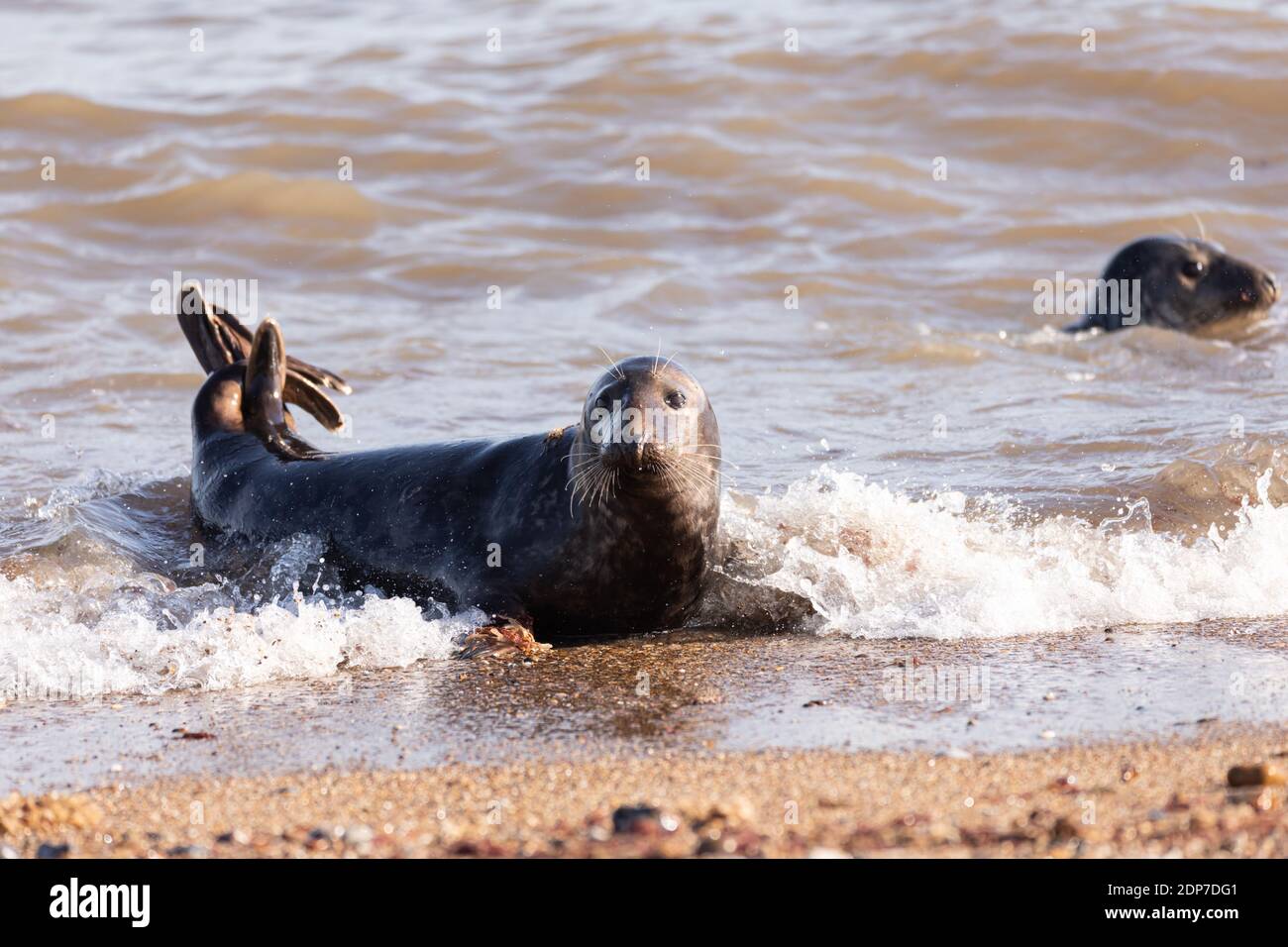 Grey Seals at Horsey Beach, Norfolk, England Stock Photo - Alamy
