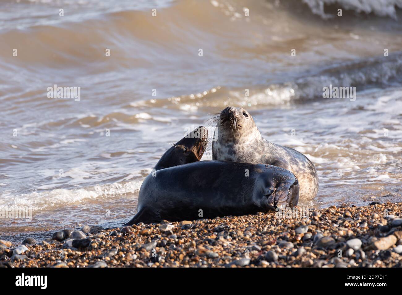 Grey Seals at Horsey Beach, Norfolk, England Stock Photo - Alamy