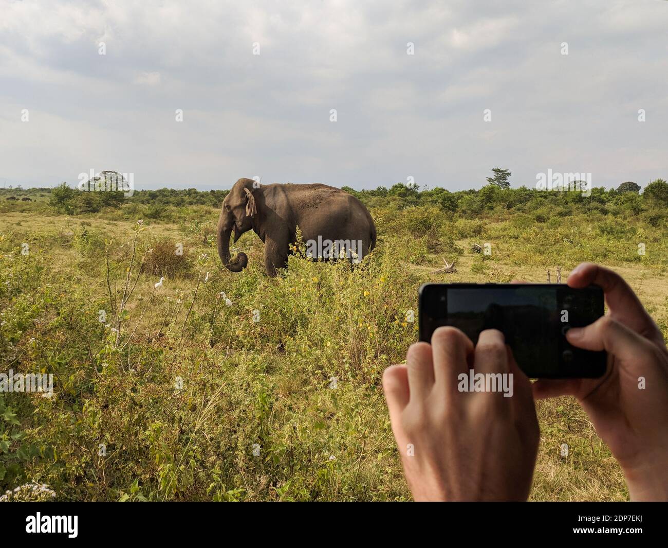 Photo of an elephant hi-res stock photography and images - Alamy