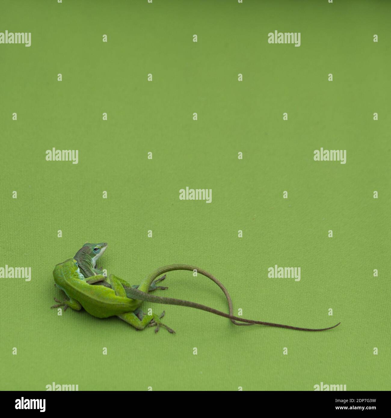 Mating lizards hi-res stock photography and images - Alamy